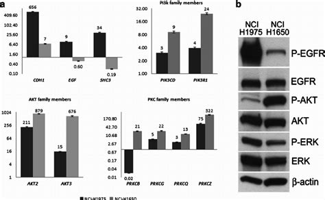 Analysis Of Sensitivity Of Two Nsclc Cell Lines To Afatinib A