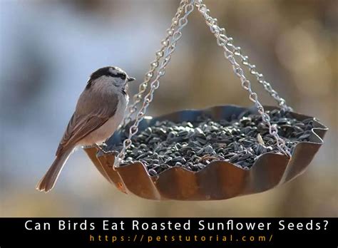 Can Birds Eat Roasted Sunflower Seeds