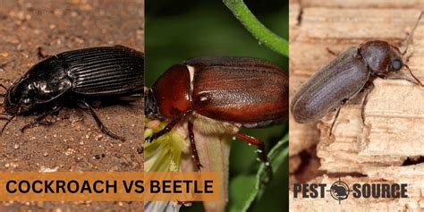 Cockroach Vs Beetle Pest Source