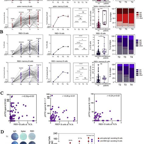 Dynamic Sars Cov 2 Specific Circulating Cd4 And Cd8 T Cell Responses