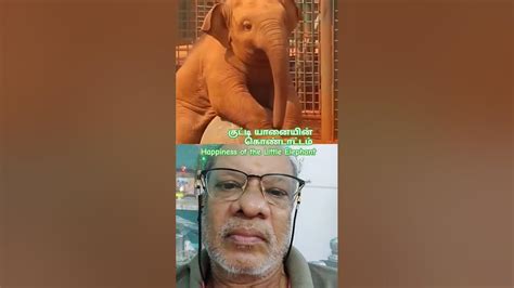 little elephant funny youtube