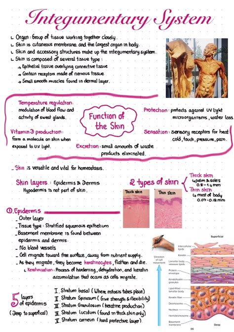Class Notes Chapter 5 Integumentary System For Seeleys Anatomy And Physiology Biol2301