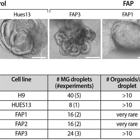 Capability Of Fap Hesc Lines To Form Colon Organoids A Download