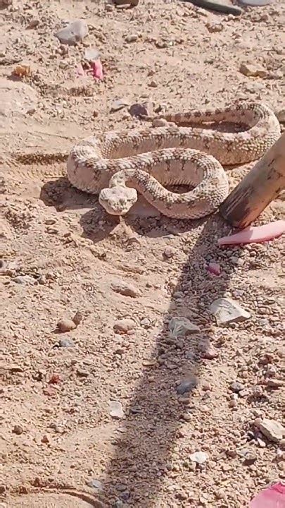 الطريشة المصرية ٣ Youtube