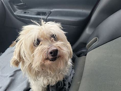 Detroit MI Maltese Meet Milo Adopted A Pet For Adoption