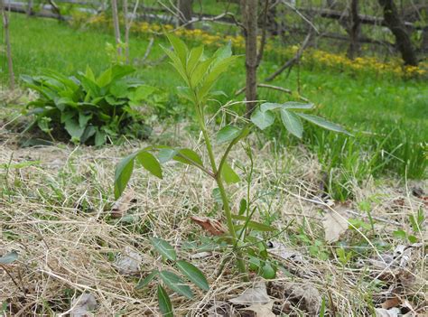 Nimblewill Nimblewill The Best Native Grass Youve Never Heard Of