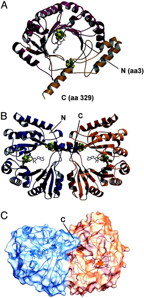 Crystal Structure Of The S Adenosylmethionine Dependent Enzyme Moaa And