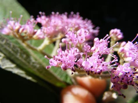 Callicarpa Macrophylla Eflora Of India
