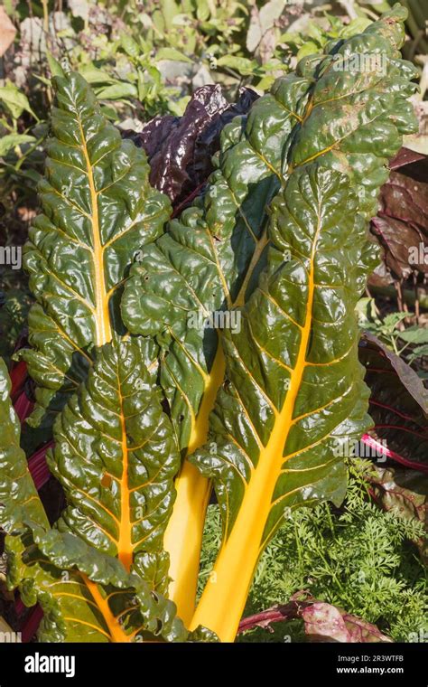 Beta Vulgaris Subsp Vulgaris Convar Cicla Chard Swiss Chard Stock