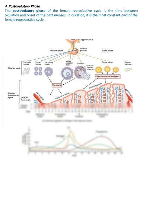 Solution Physiology Of Menstruation Studypool