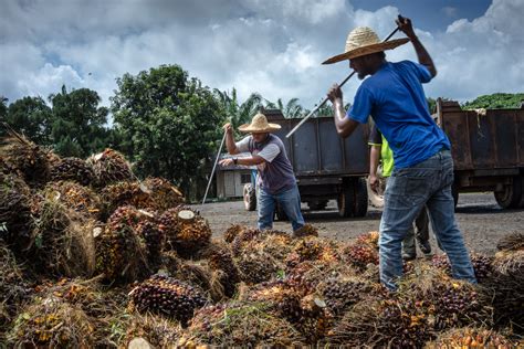 Penyalur Tenaga Kerja Perkebunan Sawit Kalimantan Cv Karya Putra Benua