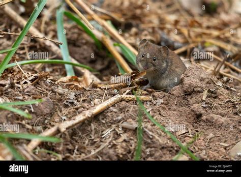 Bank Vole Myodes Glareolus Emerging From Hole Cinderford Linear Park