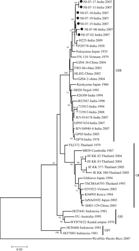 phylogenetic tree constructed by the neighbour joining algorithm based