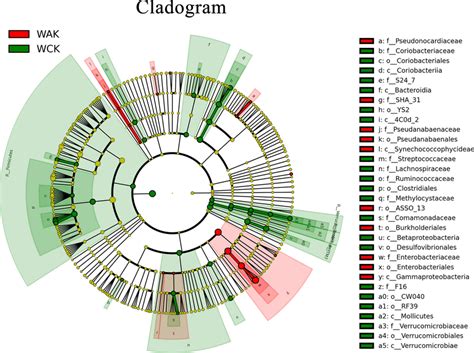 Cladogram Of Differentially Abundant Bacterial Taxa In The Gut