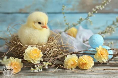 Feliz De La Pascua De Pascua Cajas De Favores Huevos Canola Flor Cuna