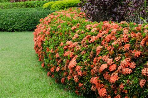 Florida Plants Landscaping Florida Gardening Front Yard Landscaping