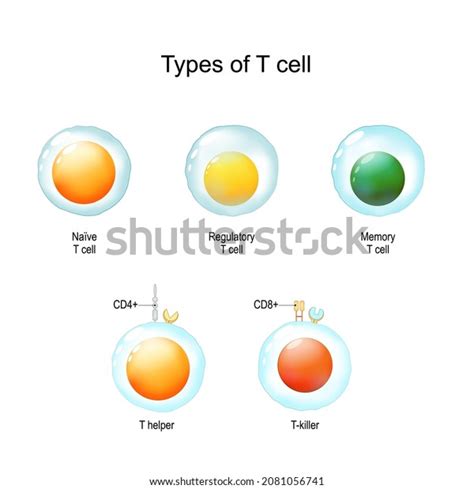Types T Cell Naive Memory Cells Stock Vector Royalty Free 2081056741