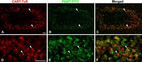 Porcine Adrenal Gland Immunostained For Cart A D And Pnmt B E