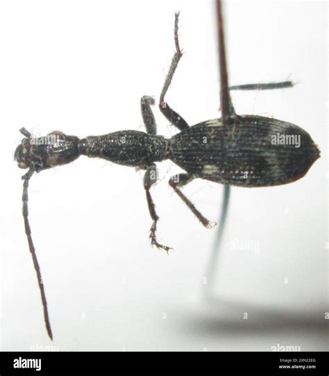 Common Ant Mimic Ground Beetle Atractonotus Mulsanti Insecta Stock