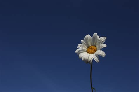 데이지 하늘 꽃 Pixabay의 무료 사진 Pixabay