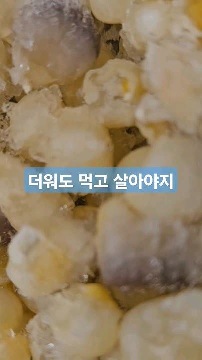옥수수 간단 레시피 미스터크로우 옥수수전 Corncake 엄마표 냉면 육수 해초면 환상 궁합 레시피
