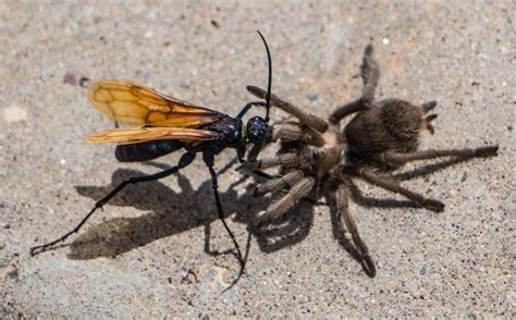 A Tarantula Hawk Wasp Attacking Its Large Arachnid Prey Tarantula Hawk Tarantula Hawk