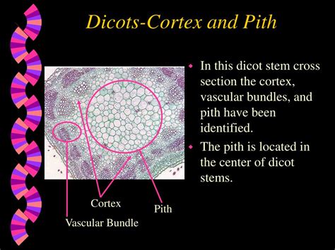 Ppt Simplified Plant Tissues Lesson Plan 4 00hblp4v1 Powerpoint