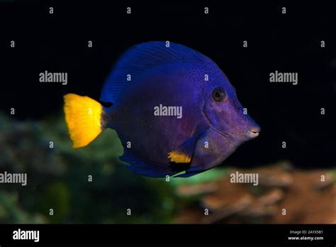 Purple Tang Or Yellowtail Tang Or Yellowtail Surgeonfish Zebrasoma