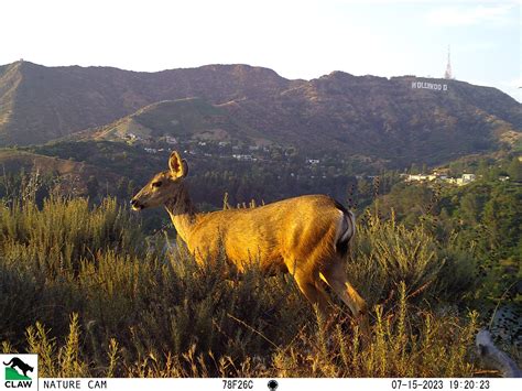 Citizens For Los Angeles Wildlife