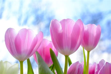 Free Tulip Tree Tulip Images Pixabay