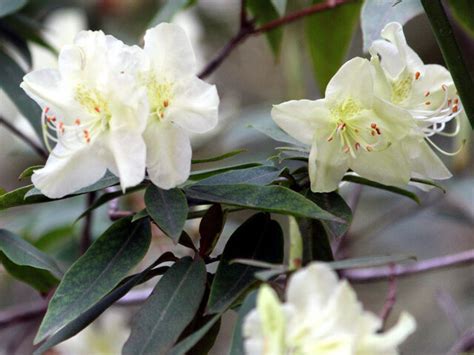 ヒカゲツツジ Rhododendron keiskei かぎけん花図鑑