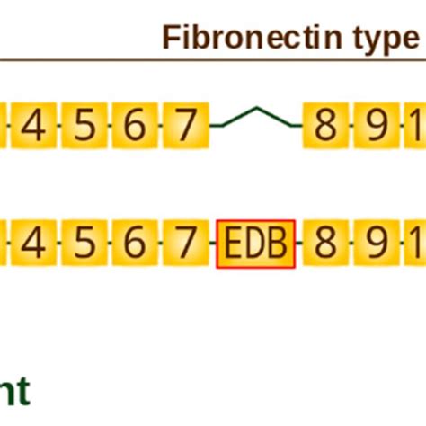 Domain Structure Of Human Fibronectin Based On Smart Tool [176] And