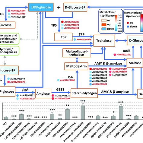 Go Analysis Of Starch And Sucrose Metabolism Main Routes Related To Download Scientific