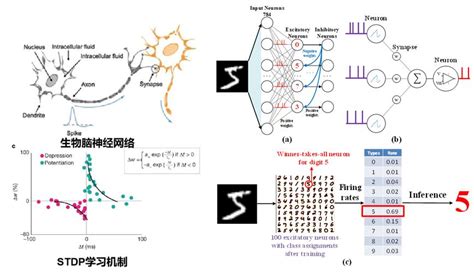 脉冲神经网络原理及应用 Pdf脉冲神经网络原理 Csdn博客