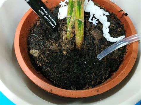 Make With Ada 2020 Adarrose The Adacore Blog