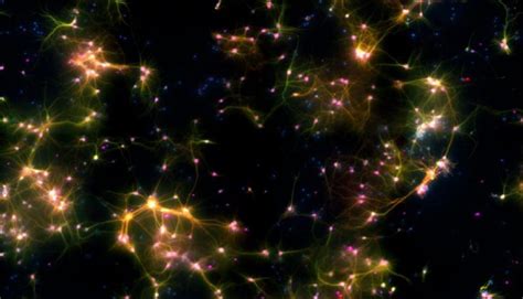 800000 Living Brain Cells Successfully Taught To Play A Video Game