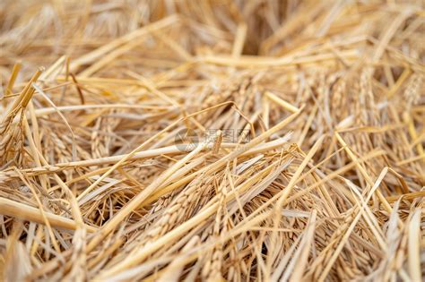 黄色的秸秆堆高清图片下载 正版图片601276439 摄图网