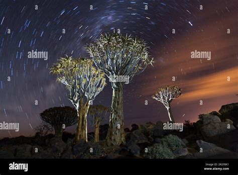 Milk Route Over Quiver Tree Forest At Night Aloidendron Dichotomum