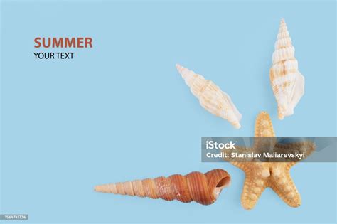 조개껍데기와 불가사리가 파란 배경에 있다 텍스트를 위한 장소가 있는 여름 배경입니다 바다 테마입니다 가리비에 대한 스톡 사진 및