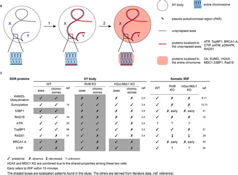 Regulation Of The Dna Damage Response On Male Meiotic Sex Chromosomes