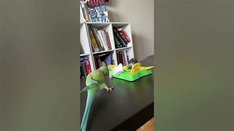 The Funniest Bird Tantrums Youtube
