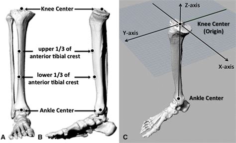 Three Dimensional Bone On The Coordinate System A Frontal View Download Scientific Diagram