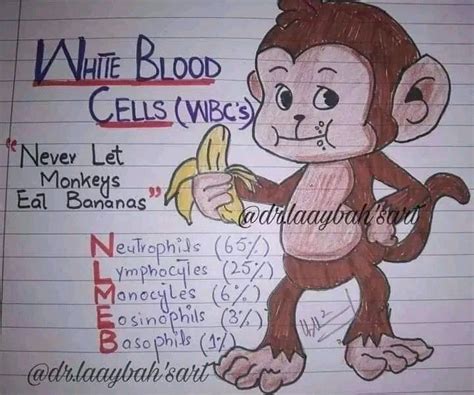 White Blood Cells Wbcs Percentage Composition Artofit