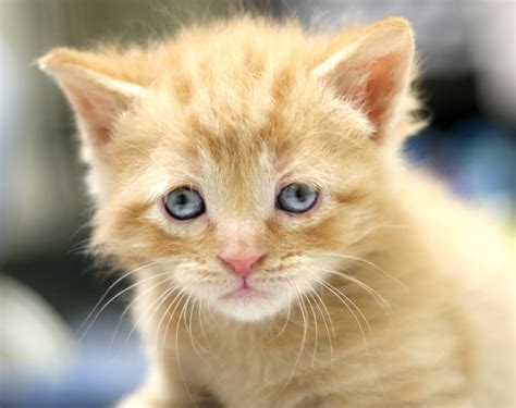 Kitten Season FAQs Heritage Humane