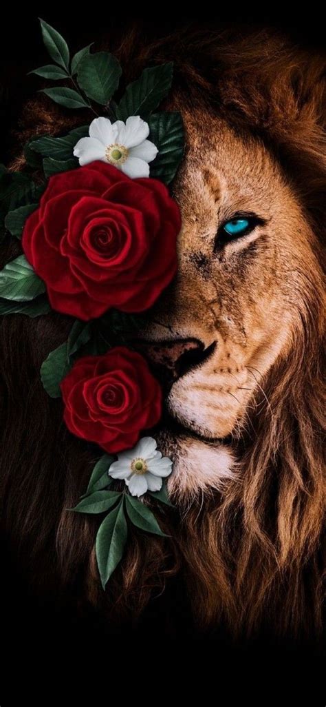 صور أسد عالية الجودة للتصميم Wallpaper achtergronden Strip achtergrond Vintage achtergronden