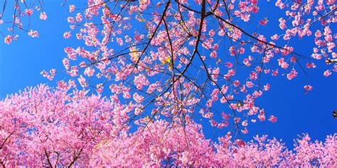 Spring Renewal Huffpost Uk