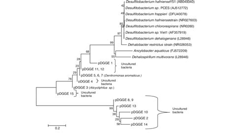 The Evolutionary History Was Inferred Using The NeighbourJoining