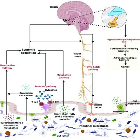 Description Of The Gut Microbiota Brain Axis The Bidirectional Download Scientific Diagram