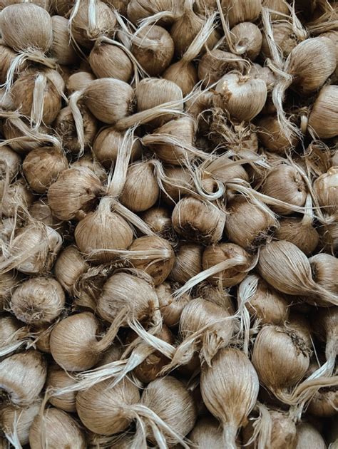 Sativus Crocus Saffron Corm Faqs Shes Rooted Home