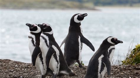 WSL Microsoft Portiert DirectX 12 Auf Eigenes Linux Golem De